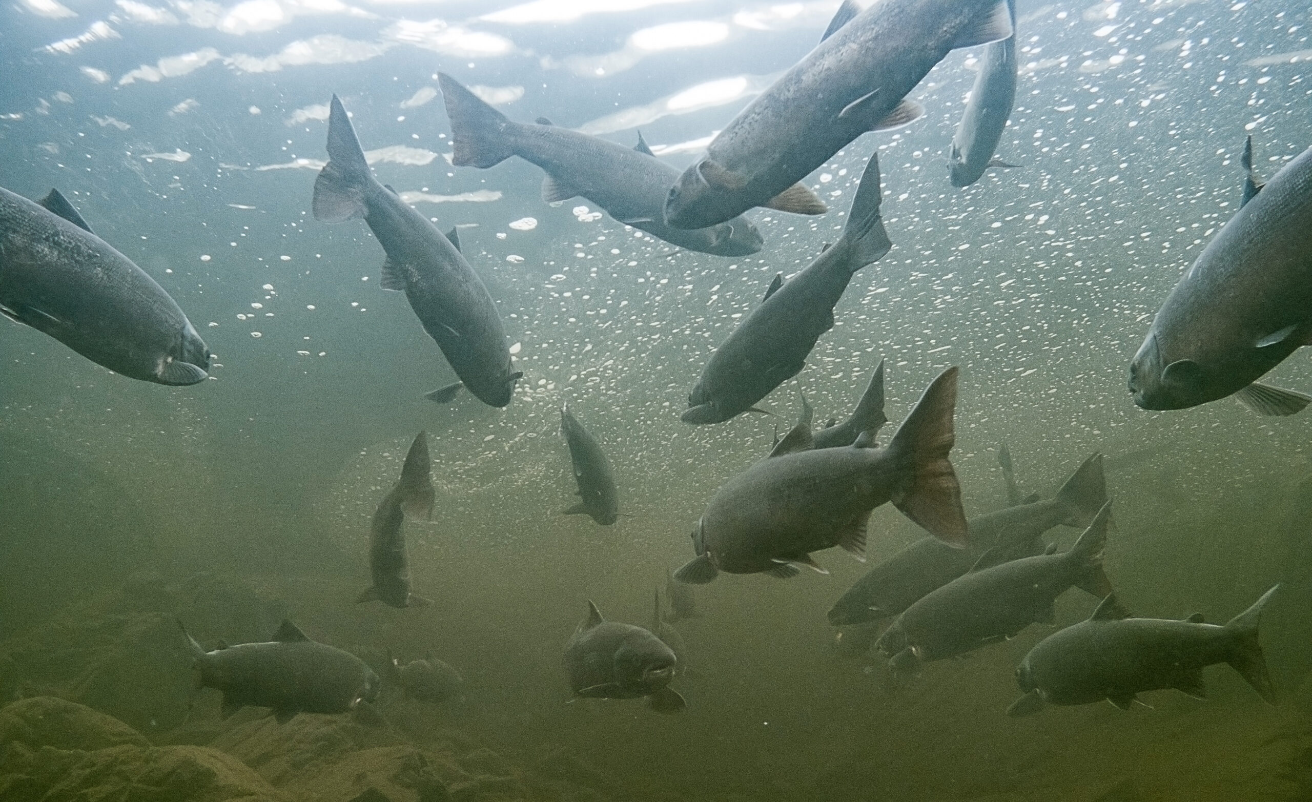 New Paper: The Early Marine Distribution of Atlantic Salmon in the ...