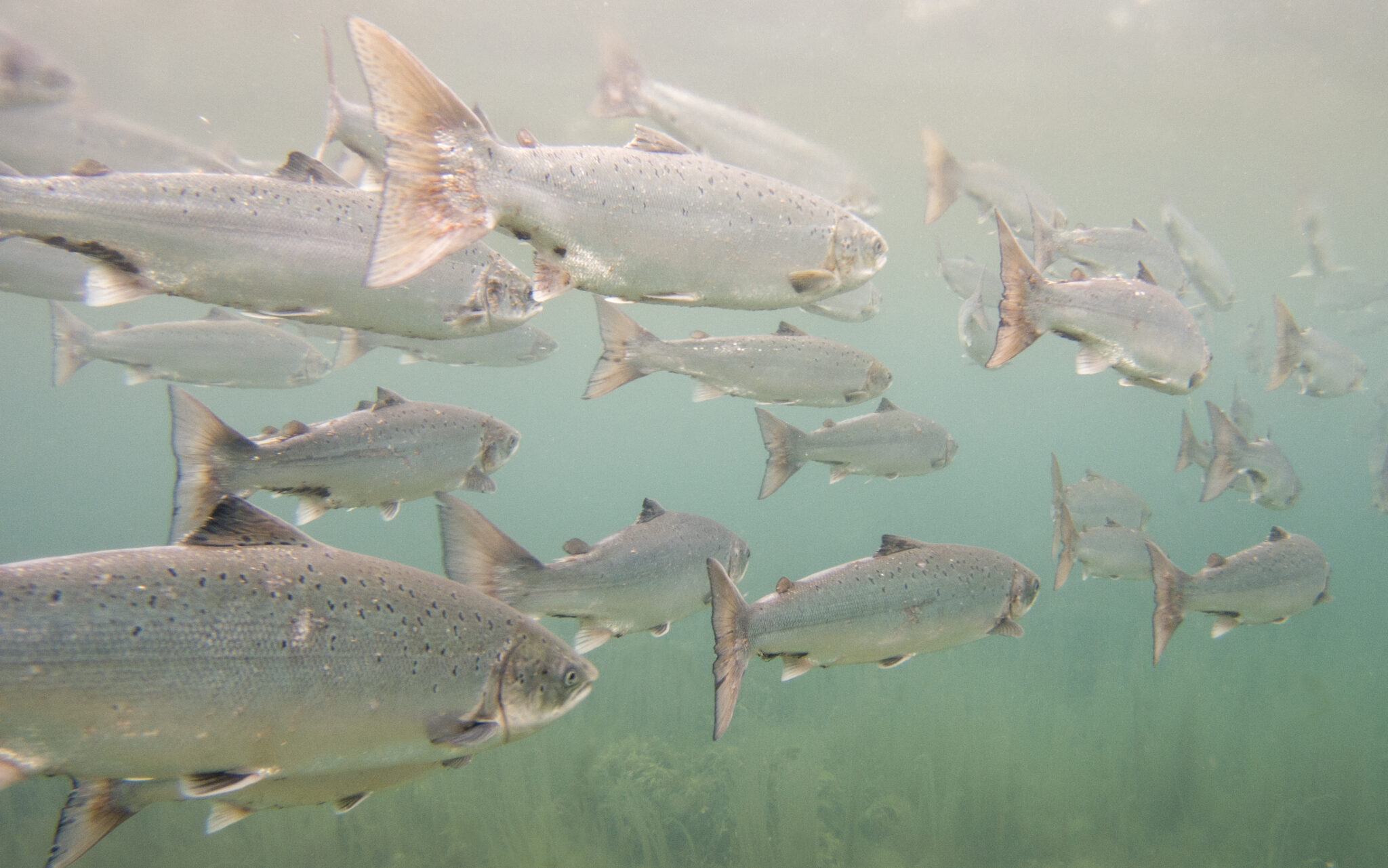 The Importance of Sandeels - The Atlantic Salmon Trust