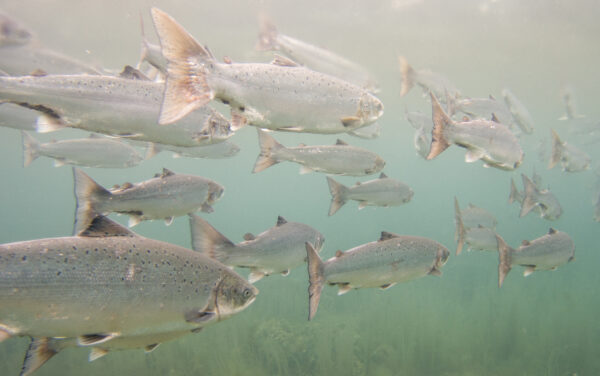 The Importance of Sandeels - The Atlantic Salmon Trust