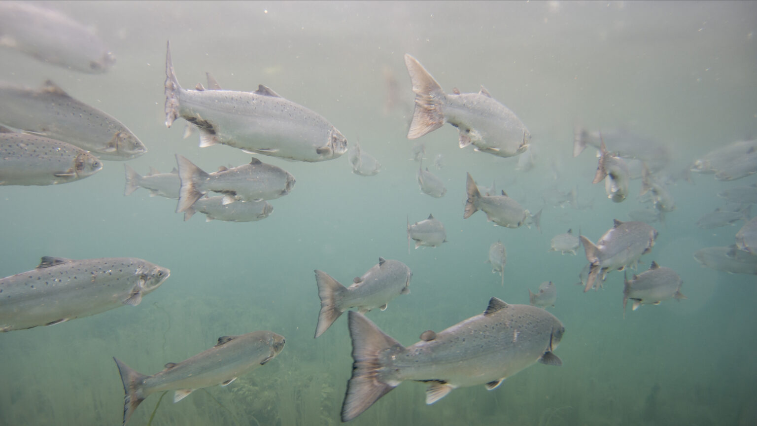 THE MORAY FIRTH TRACKING PROJECT - The Atlantic Salmon Trust
