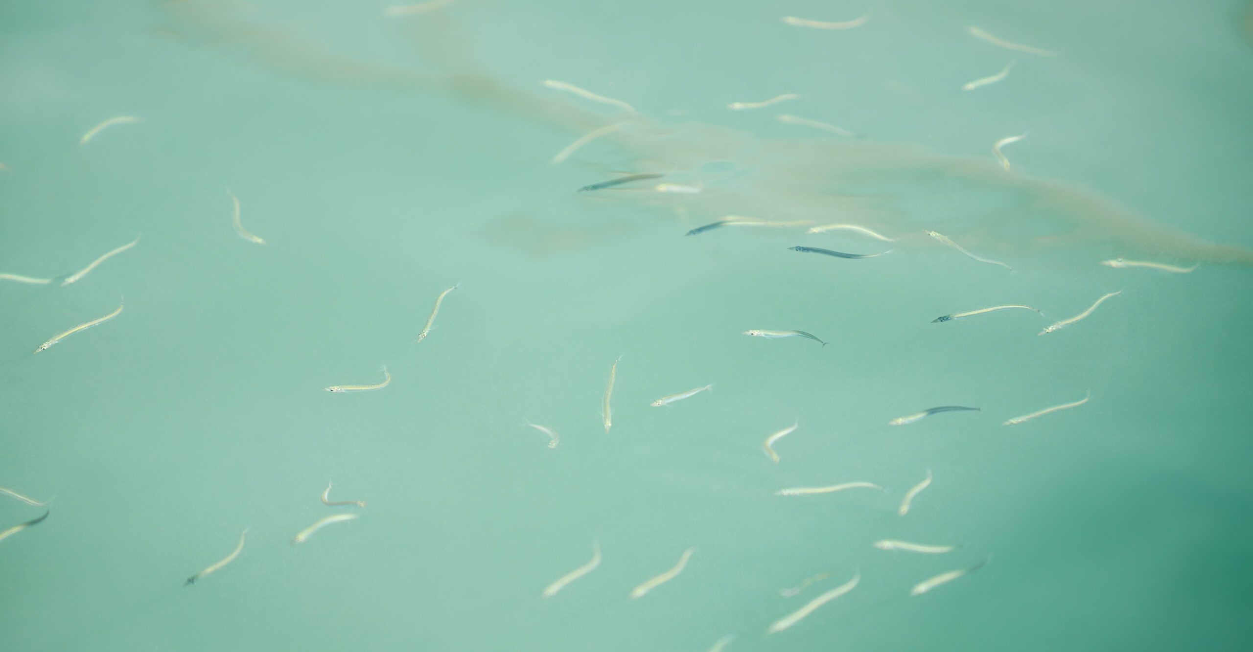 The Importance of Sandeels - The Atlantic Salmon Trust