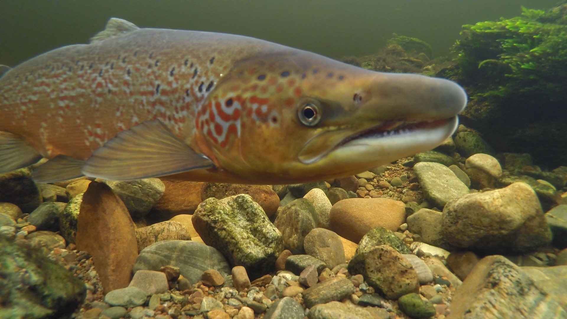 Ness catchment salmon under threat from new Pump Storage Hydro scheme ...