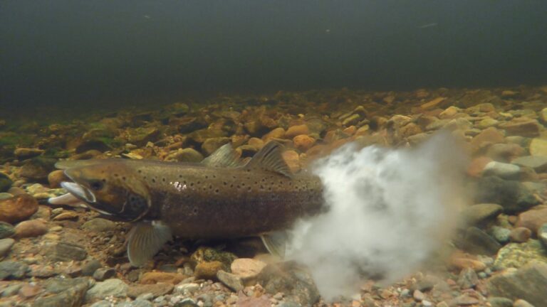 Ness catchment salmon under threat from new Pump Storage Hydro scheme ...