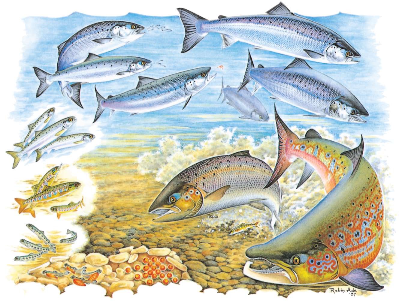 The Salmon Lifecycle - The Atlantic Salmon Trust