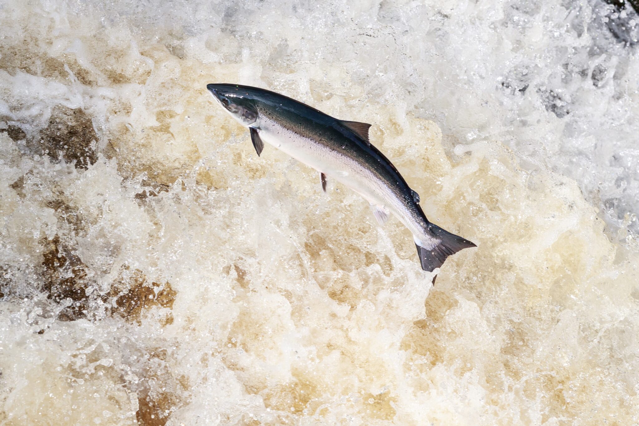 Why wild salmon matter - The Atlantic Salmon Trust