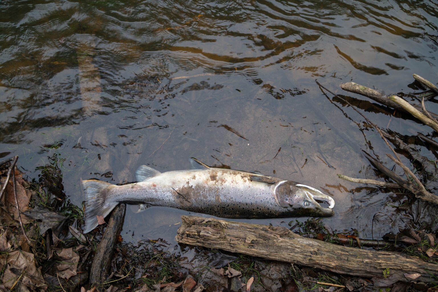 Why wild salmon matter - The Atlantic Salmon Trust
