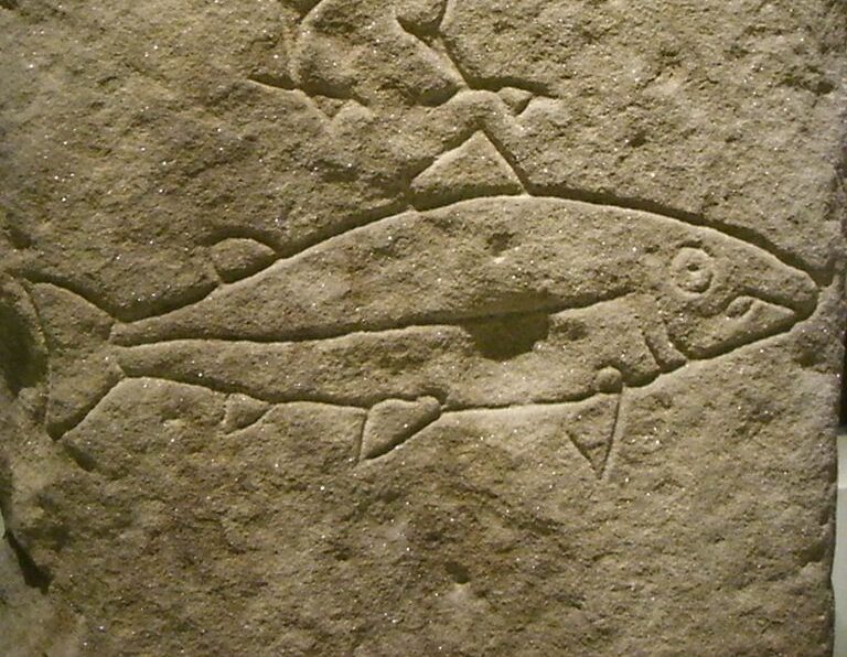 Why wild salmon matter - The Atlantic Salmon Trust