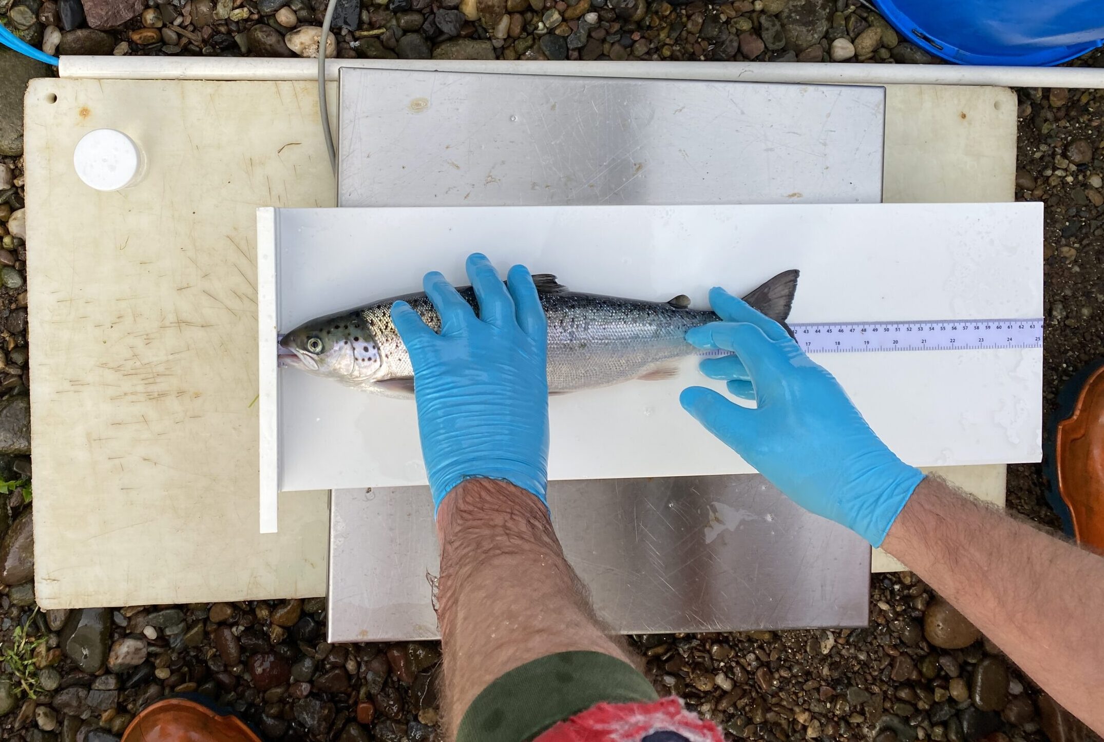 Save the Spring - December 2024 Update - The Atlantic Salmon Trust